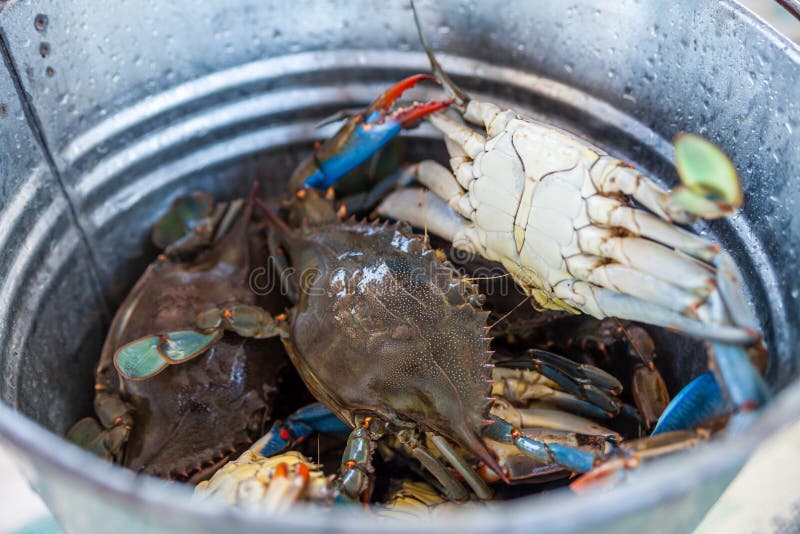 Unique Blue Crabs. Fishing on Dalyan River, Turkey Stock Photo - Image ...