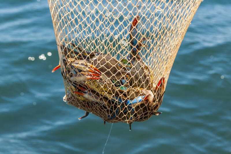 Unique Blue Crabs. Fishing on Dalyan River, Turkey Stock Photo - Image ...