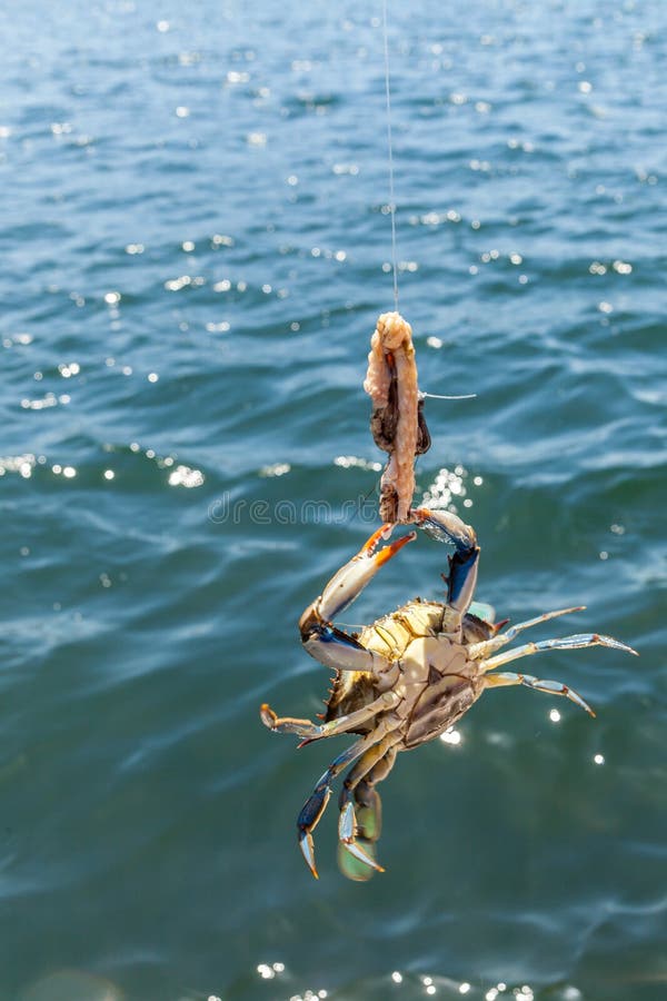 Unique Blue Crabs. Fishing on Dalyan River, Turkey Stock Image - Image ...