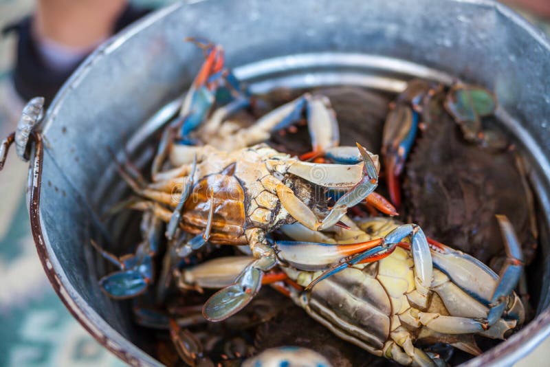 Unique Blue Crabs. Fishing on Dalyan River, Turkey Stock Photo - Image ...