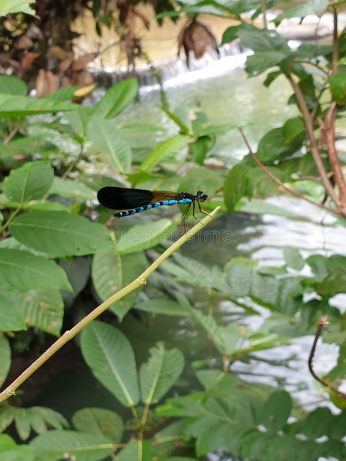 Unique Blue Dragonfly stock photo. Image of color, blue - 222502244