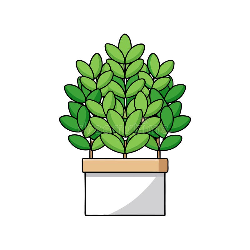 Unique Bold Outline Common Box Plant Stock Image - Image of hanging ...