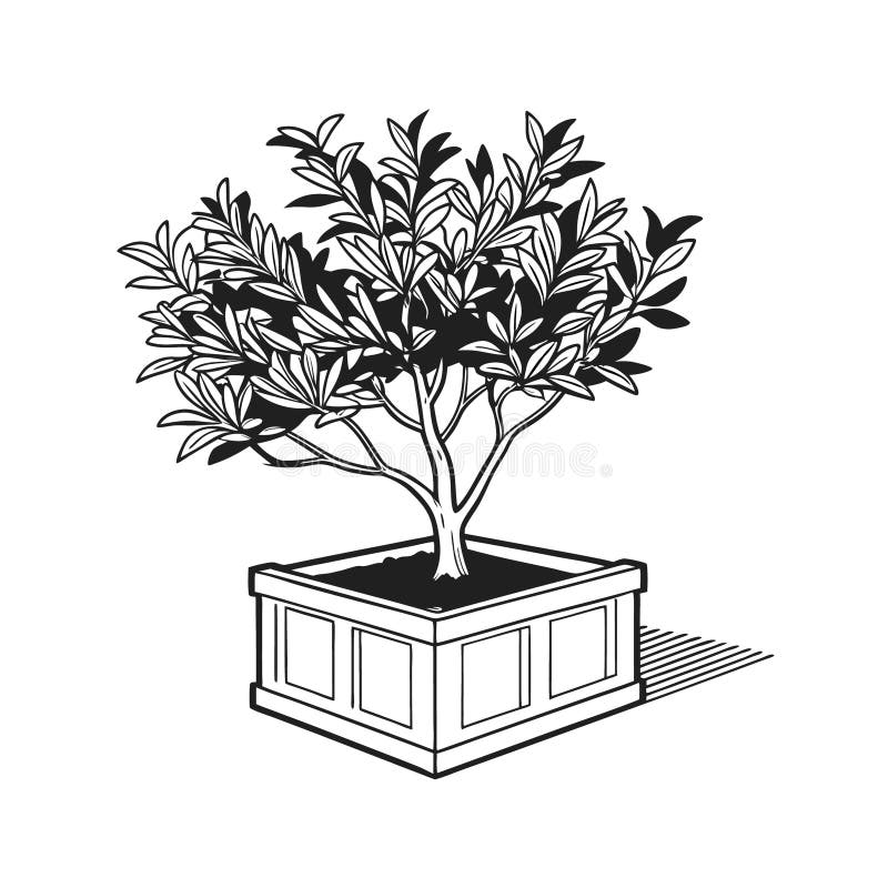 Unique Bold Outline Common Box Plant Stock Illustration - Illustration ...