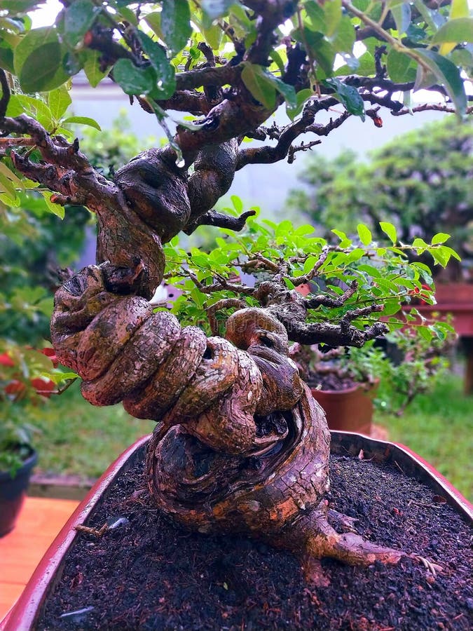 Unique Bonsai Snake Forest Art Stock Image - Image of snake, forest ...