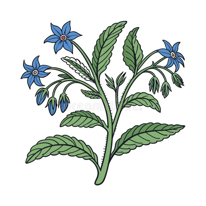 Unique Borage Houseplant Artwork Stock Illustration - Illustration of ...