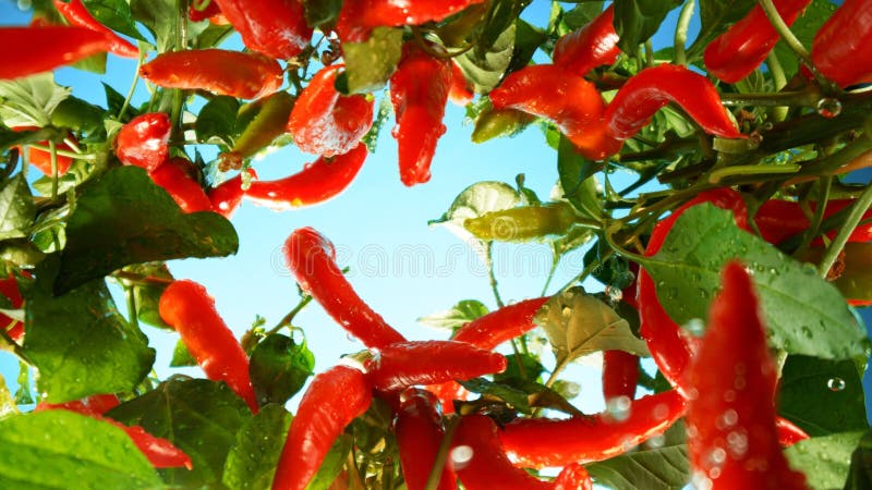 Unique Bottom View on Red Chilli Peppers Stock Photo - Image of sunny ...