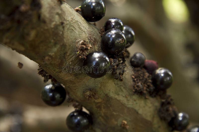 578 Jabuticaba Tree Stock Photos - Free & Royalty-Free Stock Photos ...