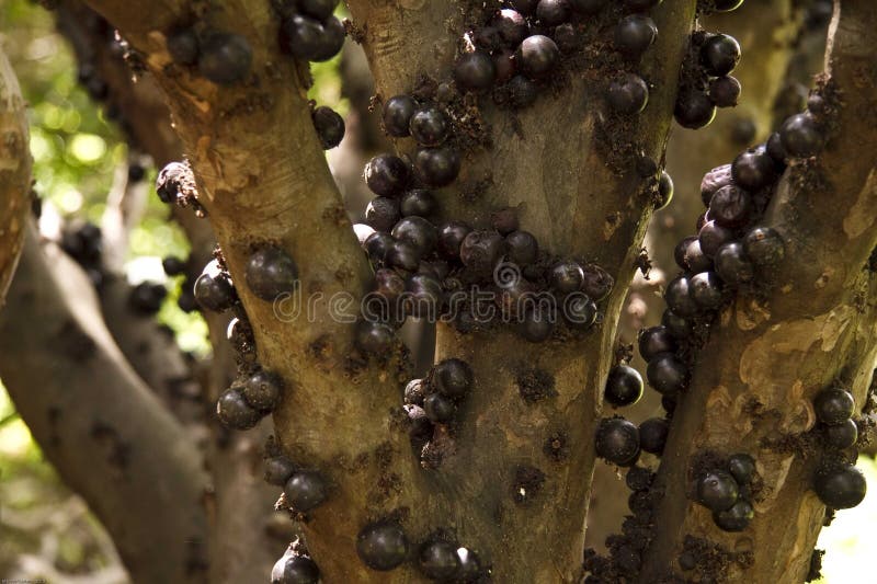 The Unique Brazilian Jabuticaba Tree Covered with Fruit Stock Image ...