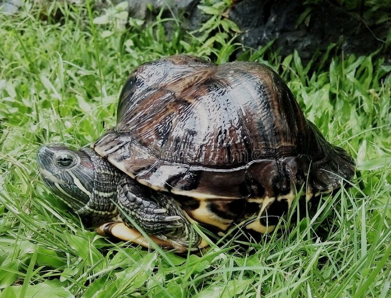 Unique Brazilian Turtle Shell Stock Image - Image of turtle, brazilian ...