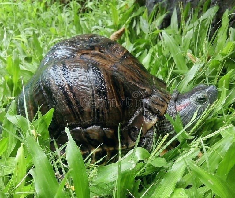 Unique Brazilian Turtle Shell 2 Stock Photo - Image of unique ...