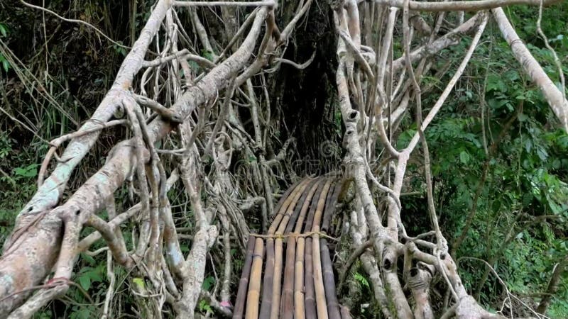 Unique Bridge Made of Tree Roots and Branches Stock Footage - Video of ...