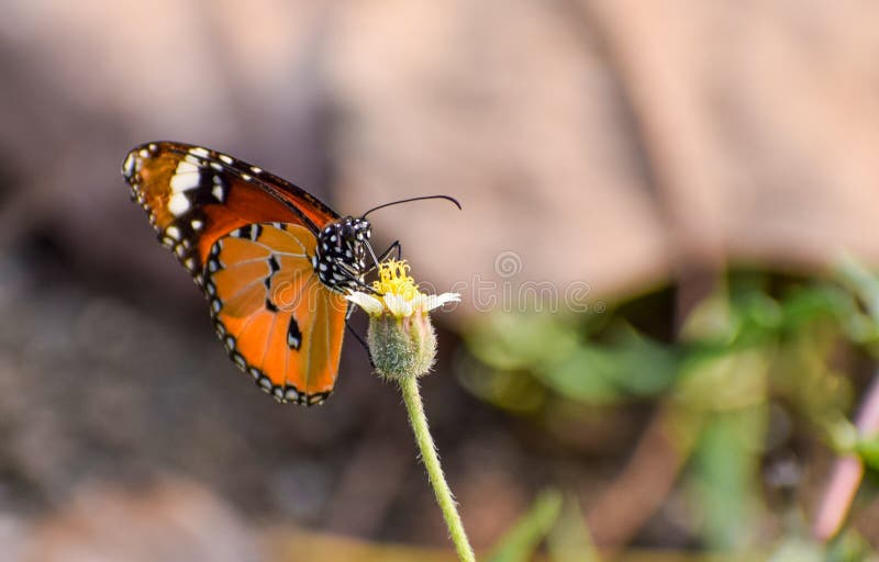 Unique Butterfly Images with Rich Colors Stock Image - Image of ...