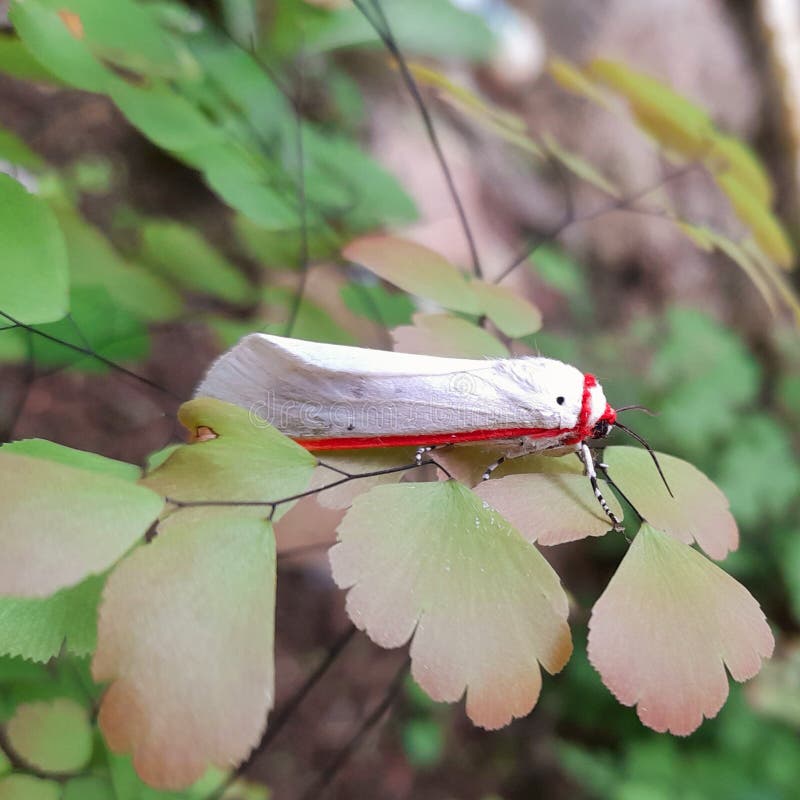 The Unique Butterfly stock photo. Image of unique, flower - 265410202