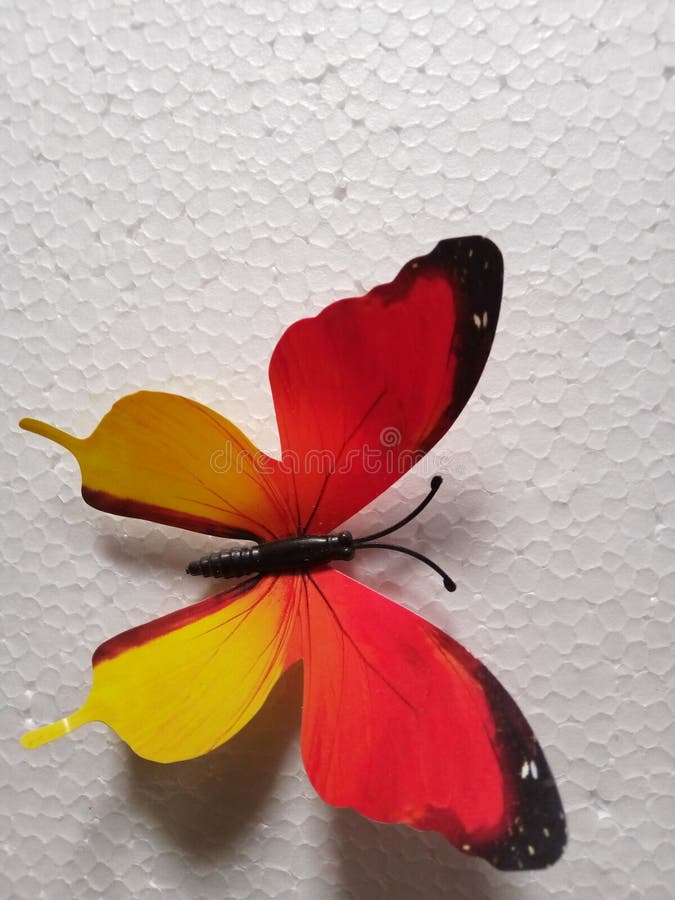 Unique Butterfly Images with Rich Colors Stock Photo - Image of unique ...