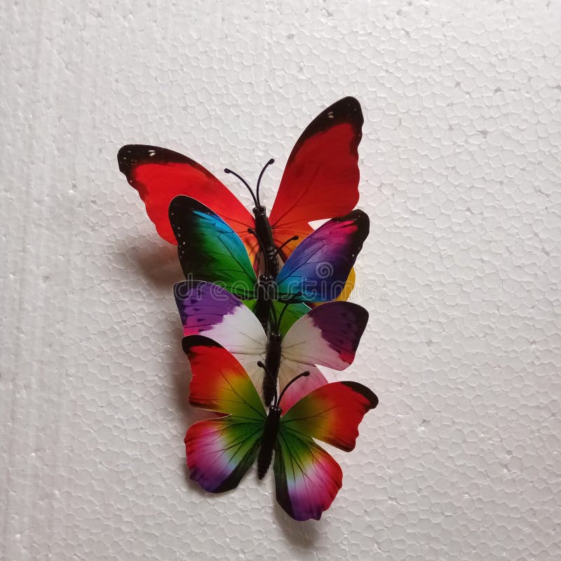 Unique Butterfly Images with Rich Colors Stock Photo - Image of ...