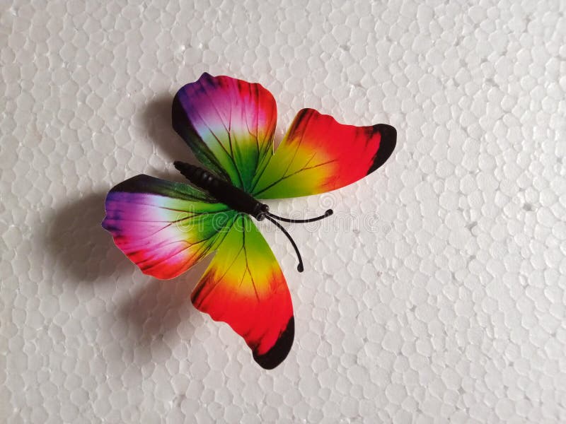 Unique Butterfly Images with Rich Colors Stock Photo - Image of colors ...