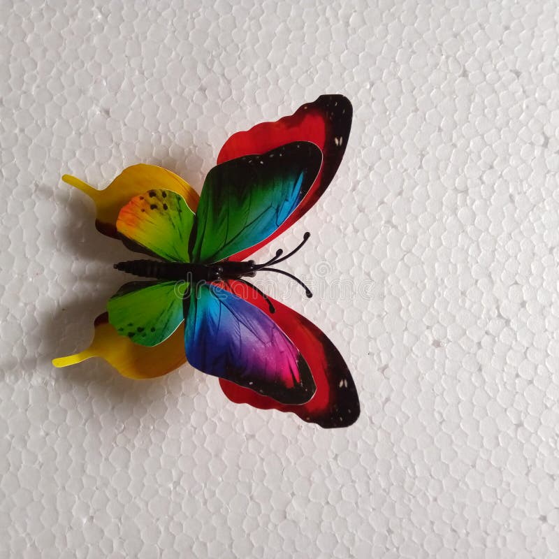 Unique Butterfly Images with Rich Colors Stock Photo - Image of colors ...