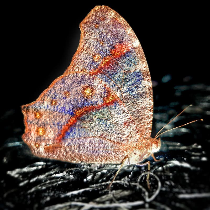 Unique Butterfly in town stock photo. Image of arthropod - 184897456