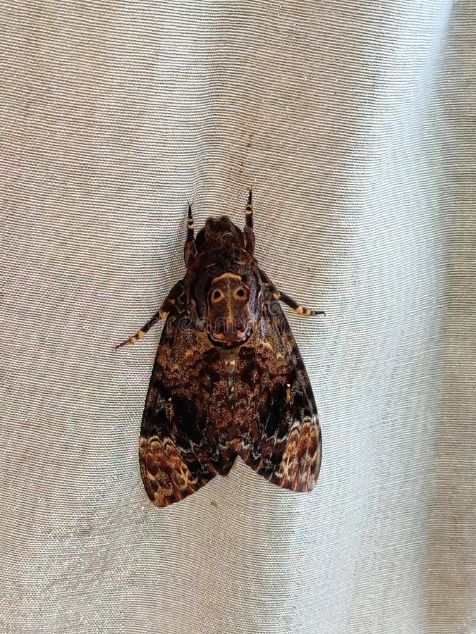 Unique Butterfly Images with Rich Colors Stock Image - Image of ...