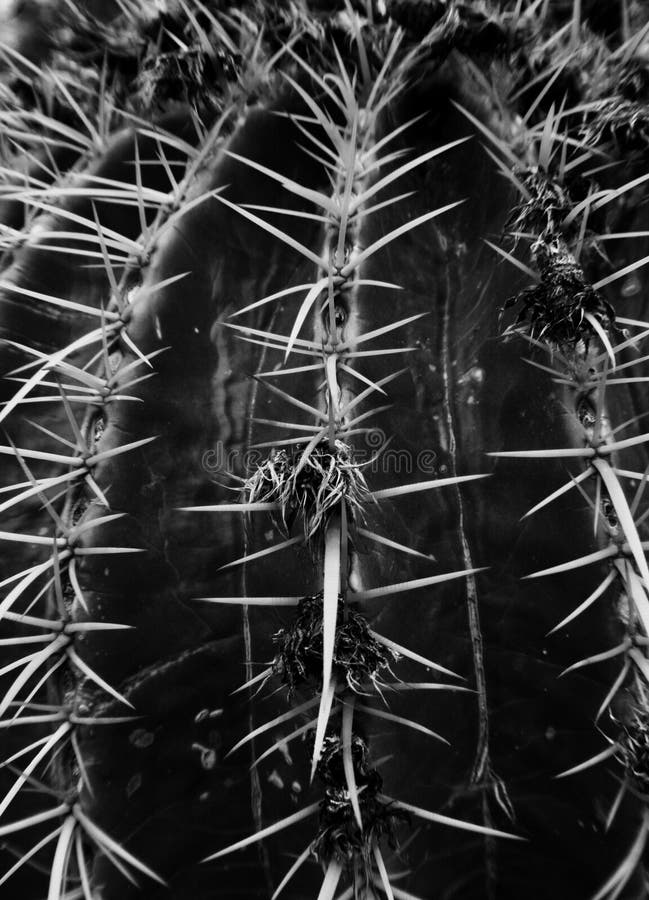 Unique cactus stock image. Image of cactus, white, unique - 86604325
