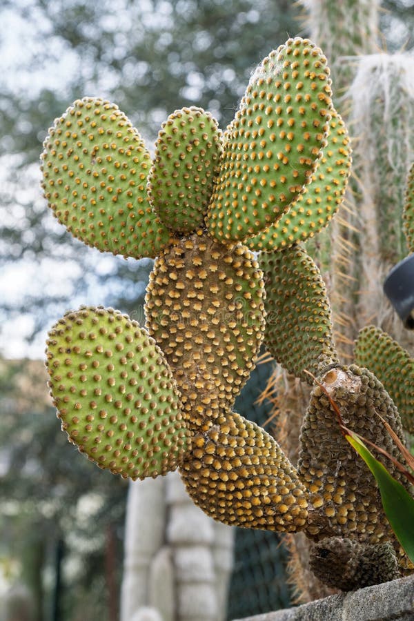 Unique Cactus with Rounded Pads and Spines Stock Image - Image of peaky ...