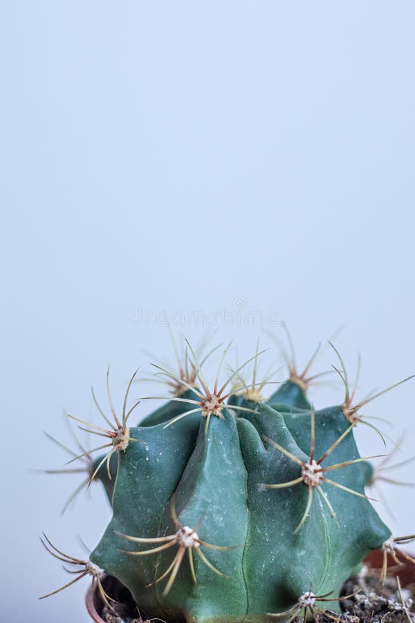 Unique Cactus Showcasing Its Distinct Shape and Spines Against a Simple ...