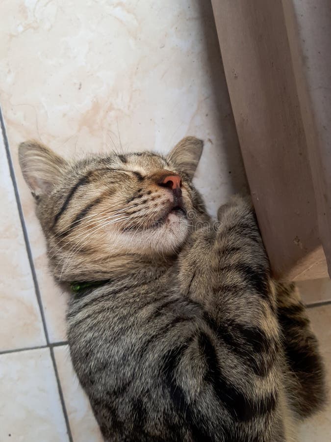 Unique cat pose stock image. Image of nose, wildcat - 218975925