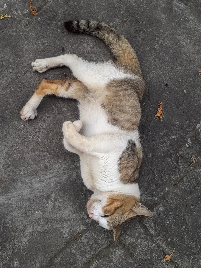 Unique Cat Sleeping Pose in the Morming Stock Photo - Image of sleeping ...