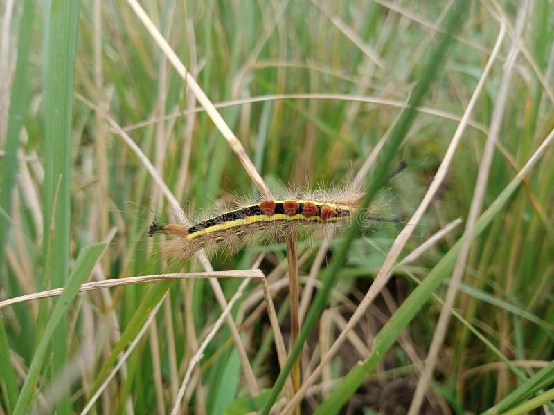 Unique Caterpillar Behind the Grass Stock Photo - Image of insect, lawn ...