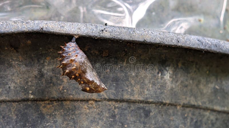 Unique Caterpillar Cocoons Have Spines Stock Photo - Image of ...