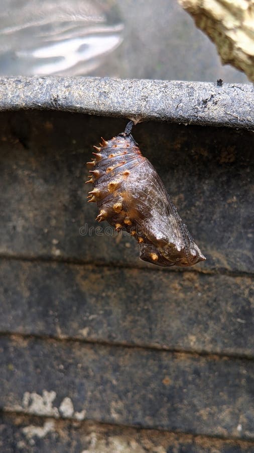 Unique Caterpillar Cocoons Have Spines Stock Photo - Image of brown ...