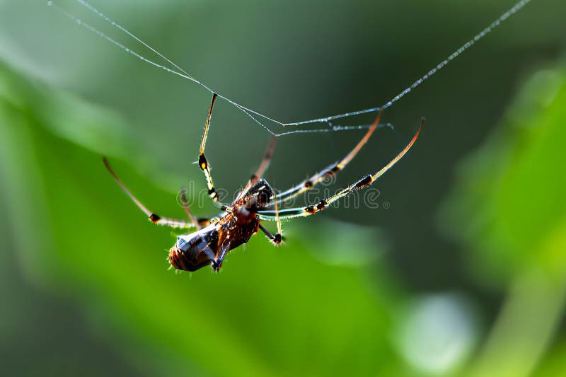 Unique Characteristics Spun by Cobweb Spiders it is Highly Effec Stock ...