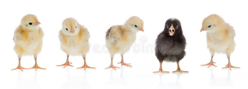 Five Yellow Chicks and One Chick Black Stock Image - Image of cute ...