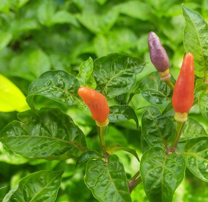 Unique Chili Original Purple Color, this Chili is Rarely Grown Stock ...