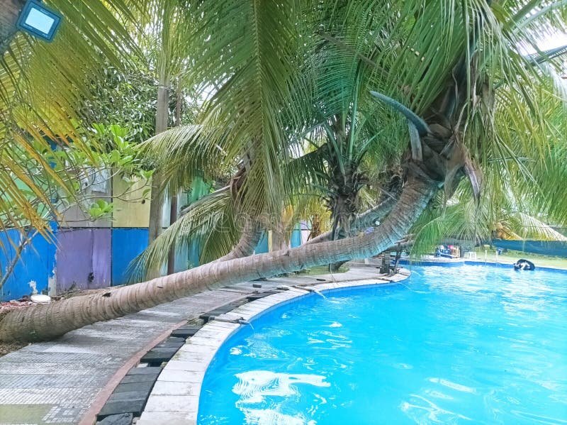 Unique coconut tree stock photo. Image of caribbean - 269708420