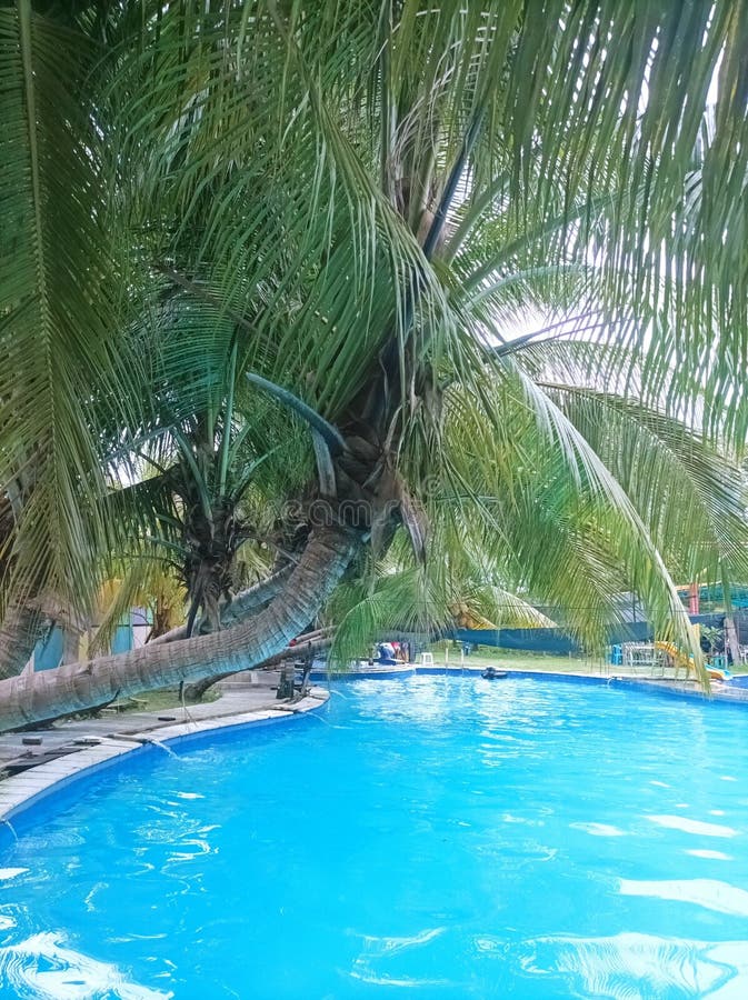 Unique Coconut Trees beside the Swimming Pool Stock Photo - Image of ...