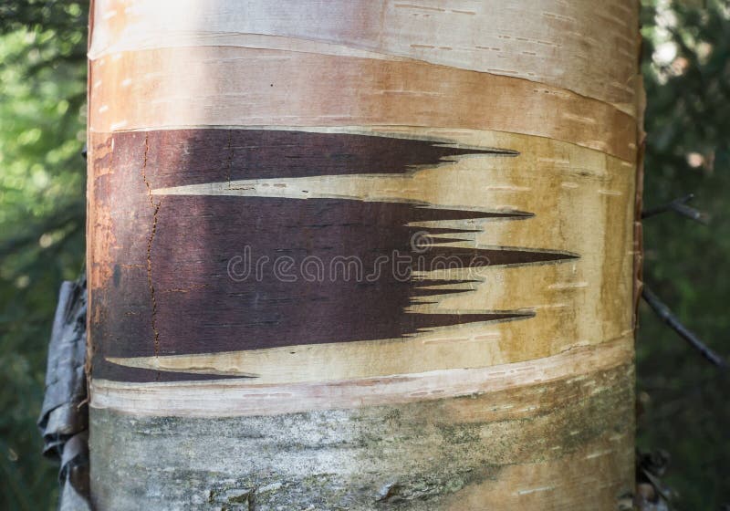 Adirondack Birch Color Stock Photos - Free & Royalty-Free Stock Photos ...