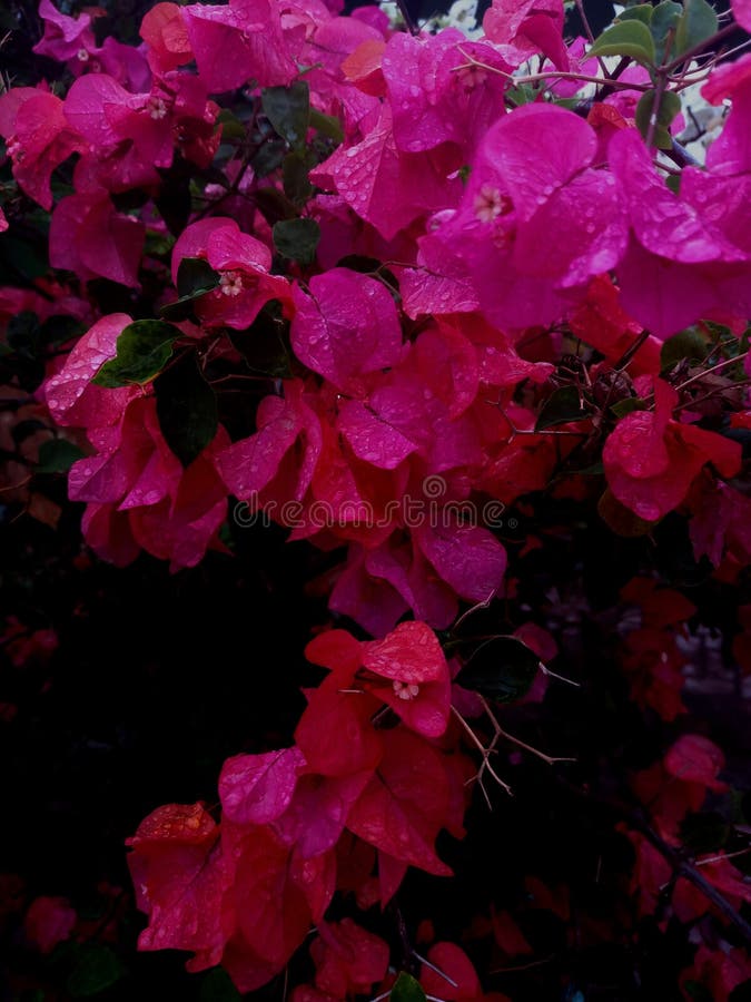 Unique Colored Flowers with a Wet Concept Look Very Beautiful Stock ...