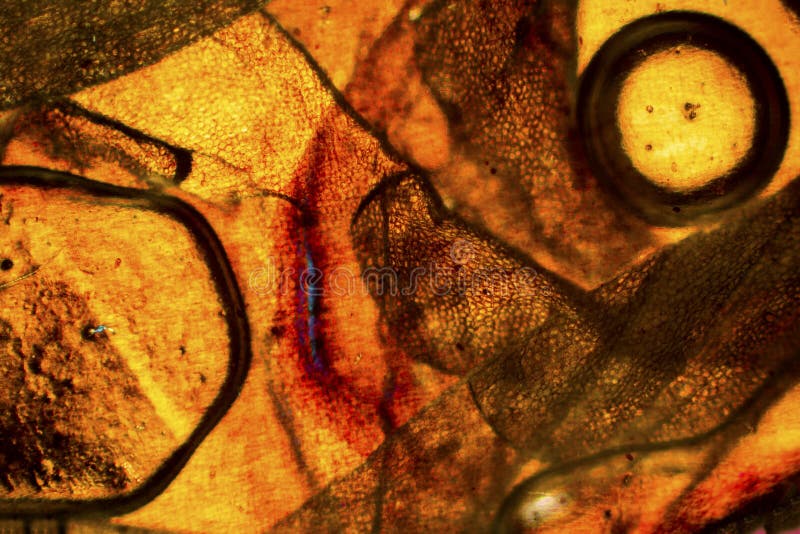 Unique, Colorful Abstract Micrograph of Snake Skin. Stock Image - Image ...