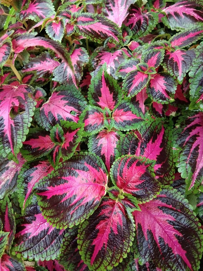 Unique Colorful Leaves and Patterned Leaves Stock Photo - Image of ...