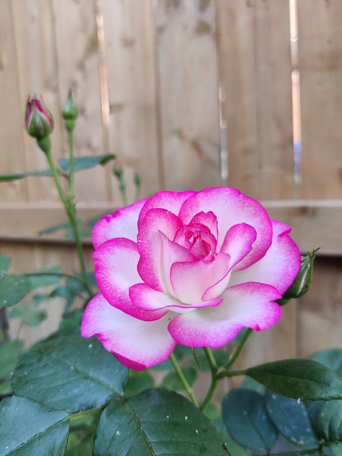 Unique Colour Combination in a Rose Flower Stock Photo - Image of ...