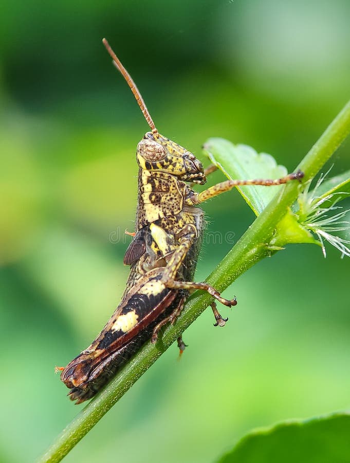 Unique Colour of Grasshopper Perched on Twig with Diagonal Composition ...