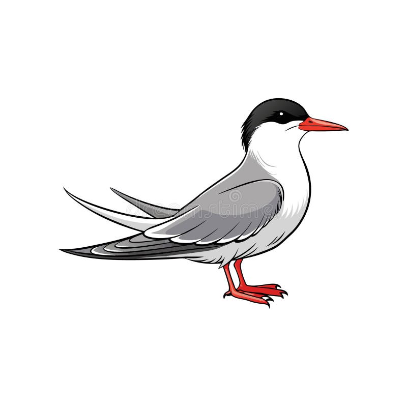 Unique Common Tern Illustration for Coloring Fun Stock Illustration ...