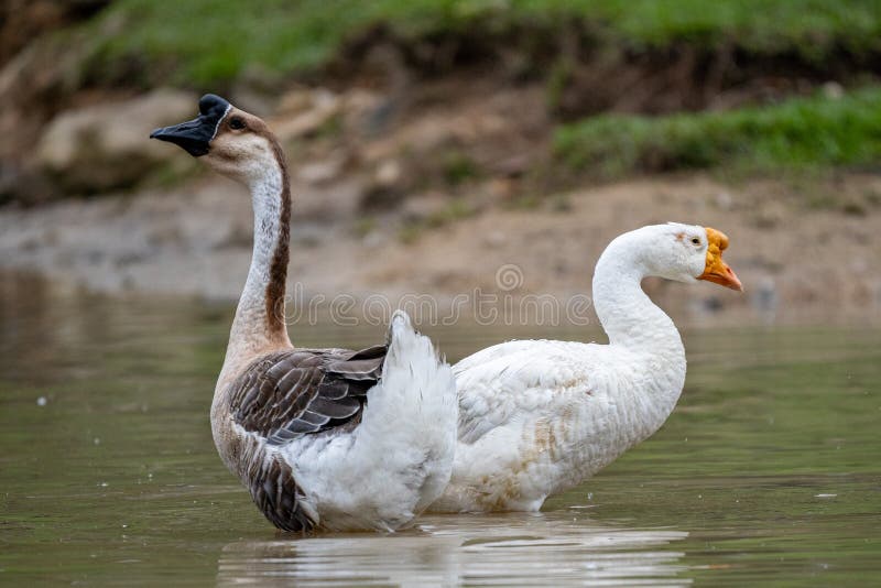 A Unique Composition of Geese in a Park Stock Image - Image of wild ...