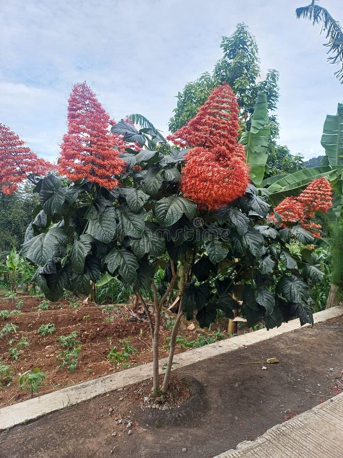 Unique cone flower plant stock photo. Image of tree - 352622922