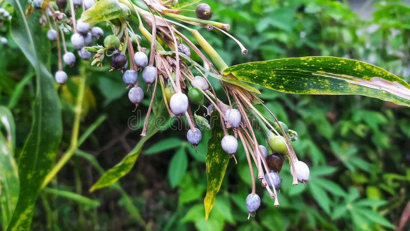 Unique Corn Kernels on the Tree Stock Image - Image of tree, unique ...