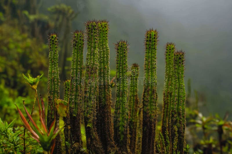 Unique Crown Structure Thriving in a Lush Environment Stock Image ...