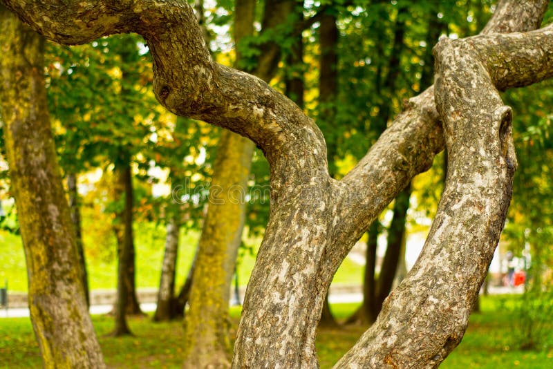 Unique Curved Magic Tree in Park Stock Photo - Image of mystic ...
