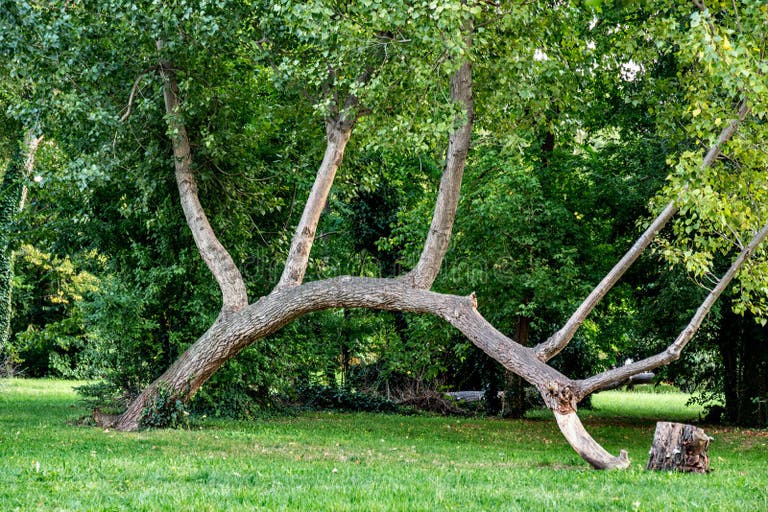 29,241 Curved Tree Stock Photos - Free & Royalty-Free Stock Photos from ...