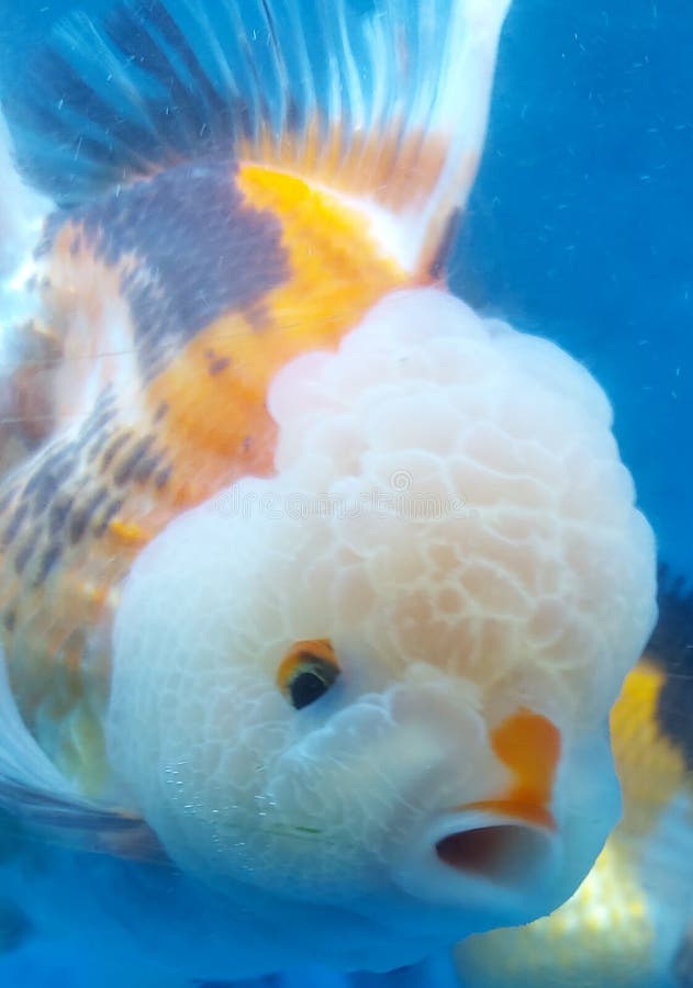 Unique and Cute Fish stock image. Image of koki, unique - 266794057